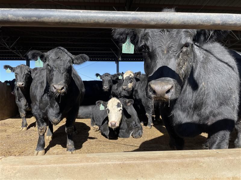 Nebraska senator seeks market-based beef solutions after Trump defends import plan