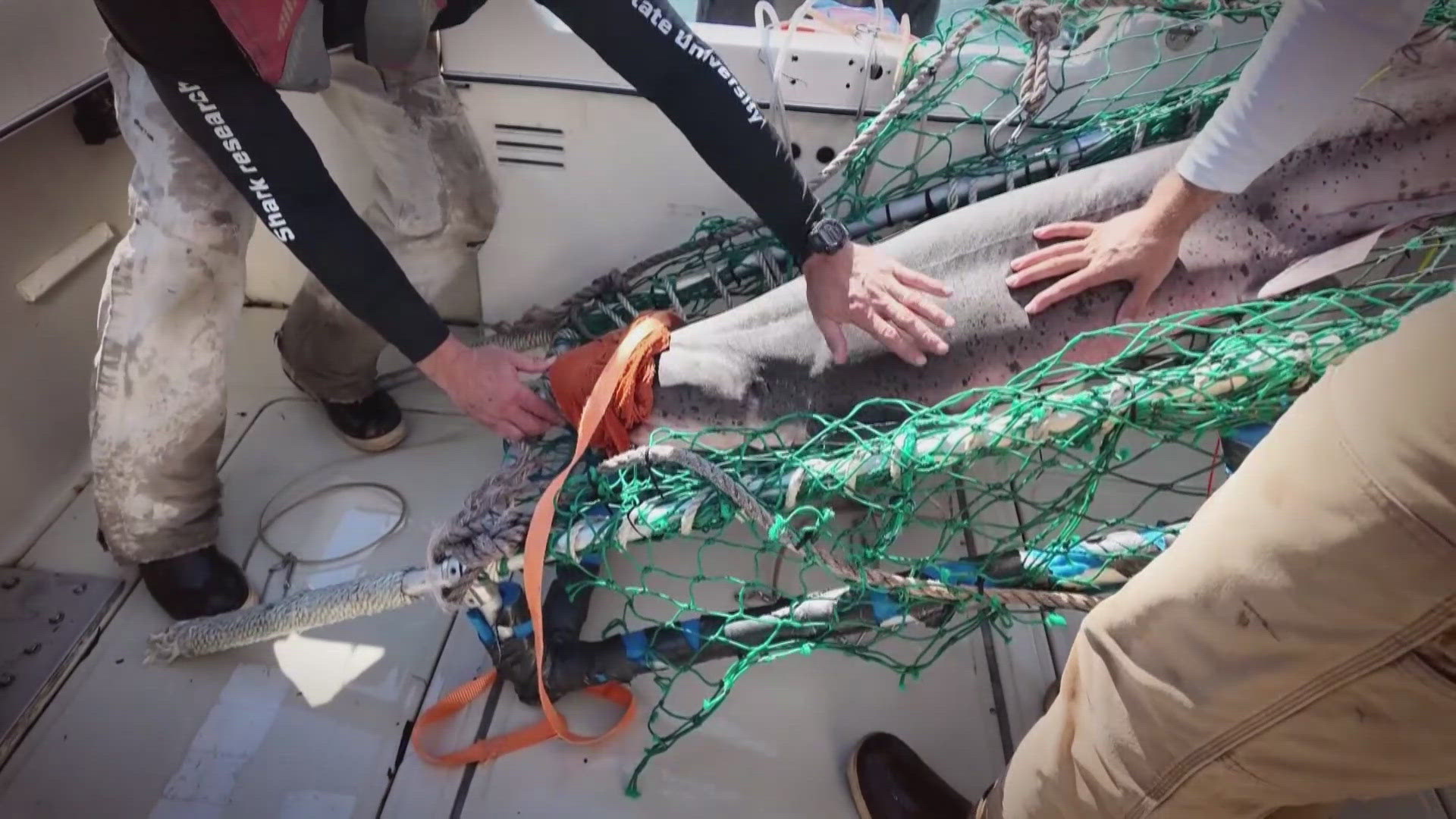 Environment Northwest: Tracking sharks on the Washington coast