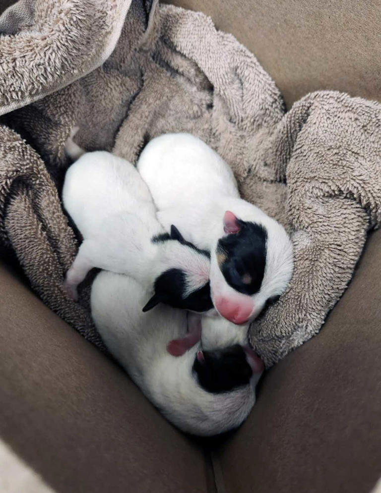 Shivering Newborn Puppies Found Abandoned In Maryland Box Saved By Stranger