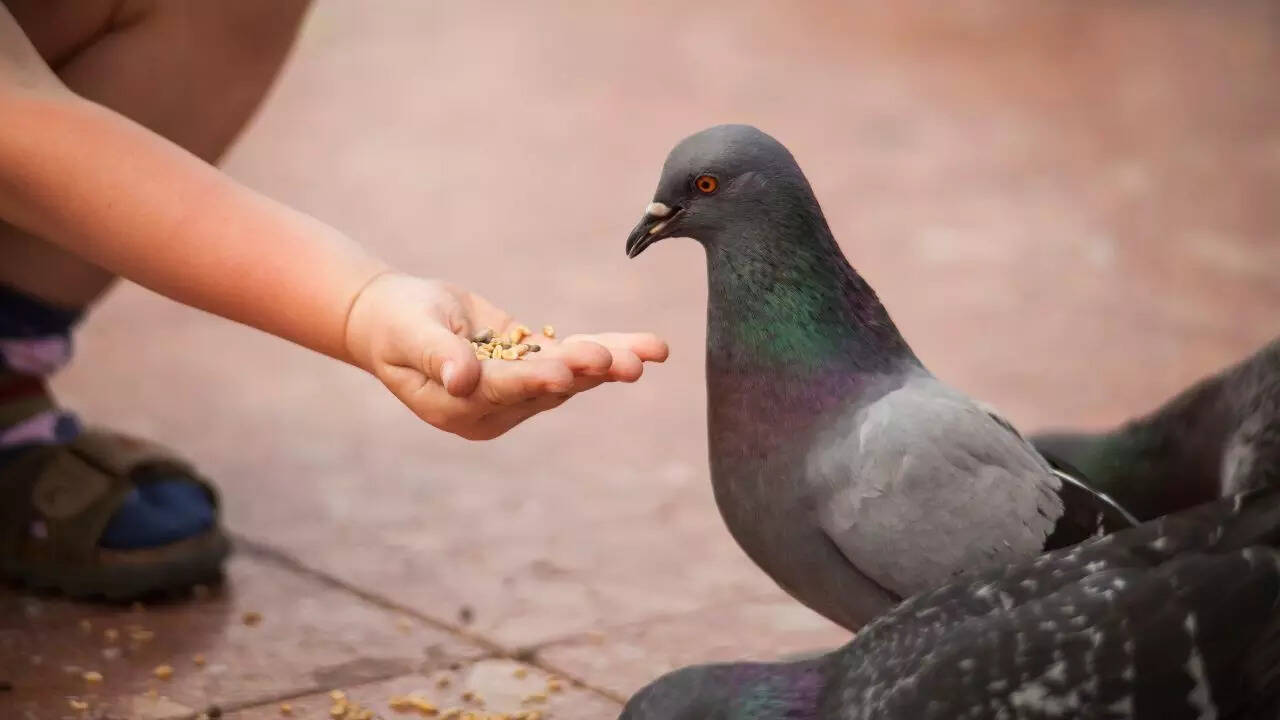 Feeding pigeons could harm your health: Know the hidden health risk and ...