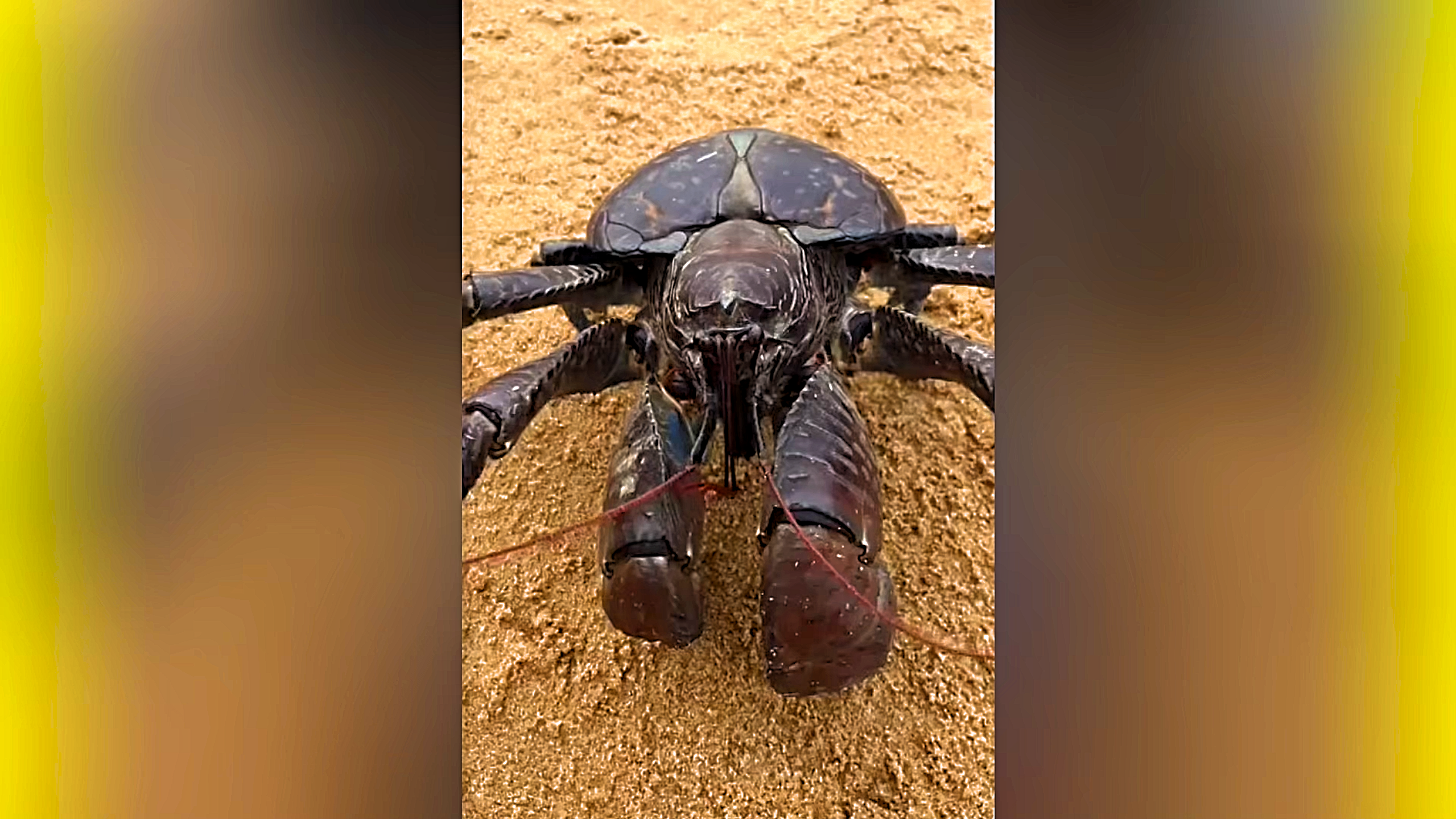 A Playful Coconut Crab Tries to Escape from the Fisherman’s Hands
