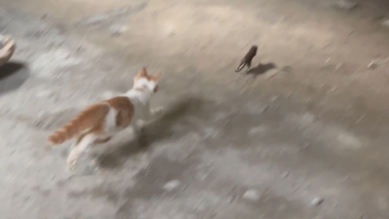 Real-life Tom and Jerry moment unfolds as cat energetically chases ...