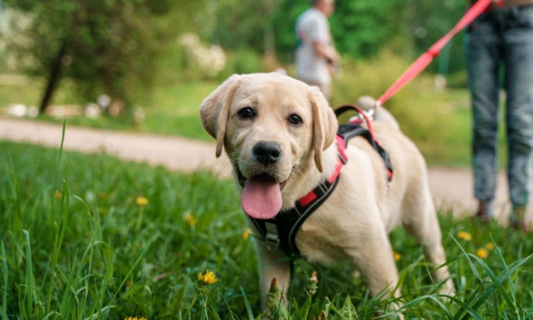 Cuál es el color de correa que indica que un perro está nervioso, según ...