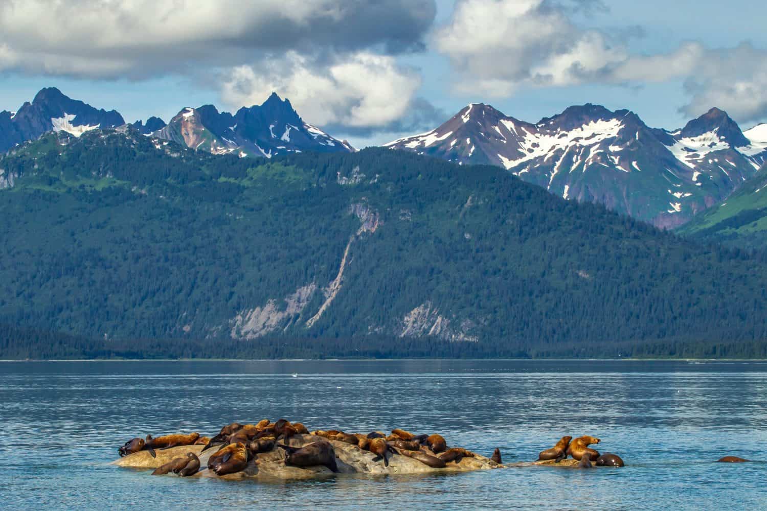 These sharks thrive in Alaska’s icy waters