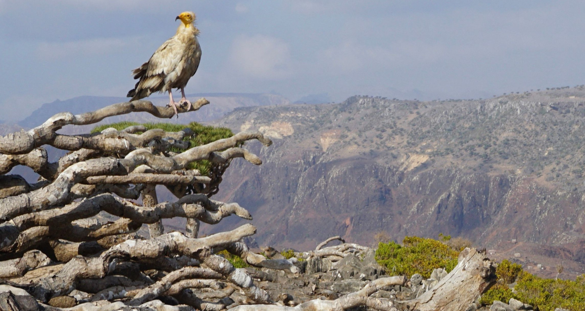 Socotra: un paraíso terrestre con paisajes de otro mundo