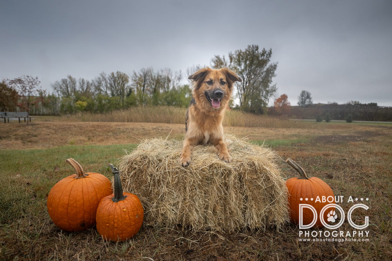 Tri-County Humane Society to host open house Oct. 24, five years after ...