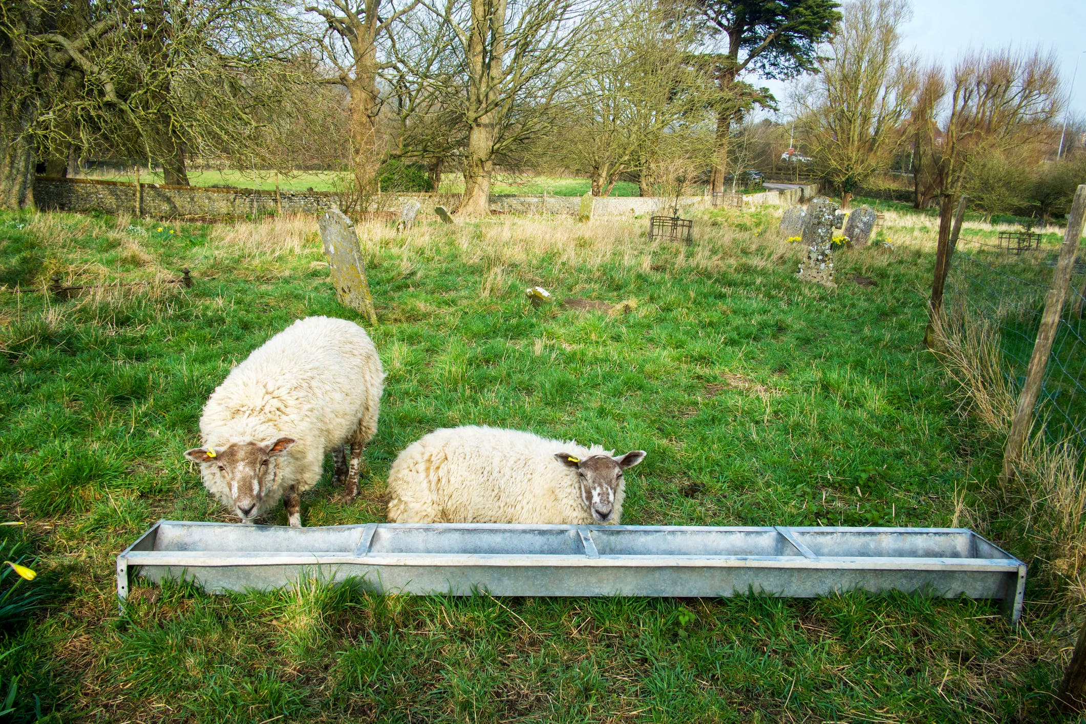 Vegans’ takes on shearing sheep for wool sparks heated debate: ‘Cruel'