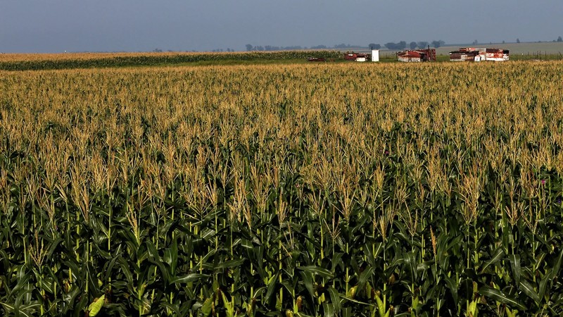 SA poised for record 17 million tons maize harvest, raising hopes for ...