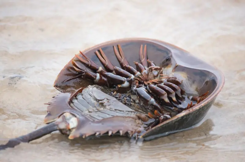 15 Modern animals and their prehistoric ancestors
