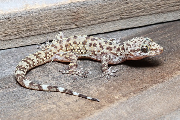 Indiana DNR asking public to report sightings of Mediterranean geckos ...