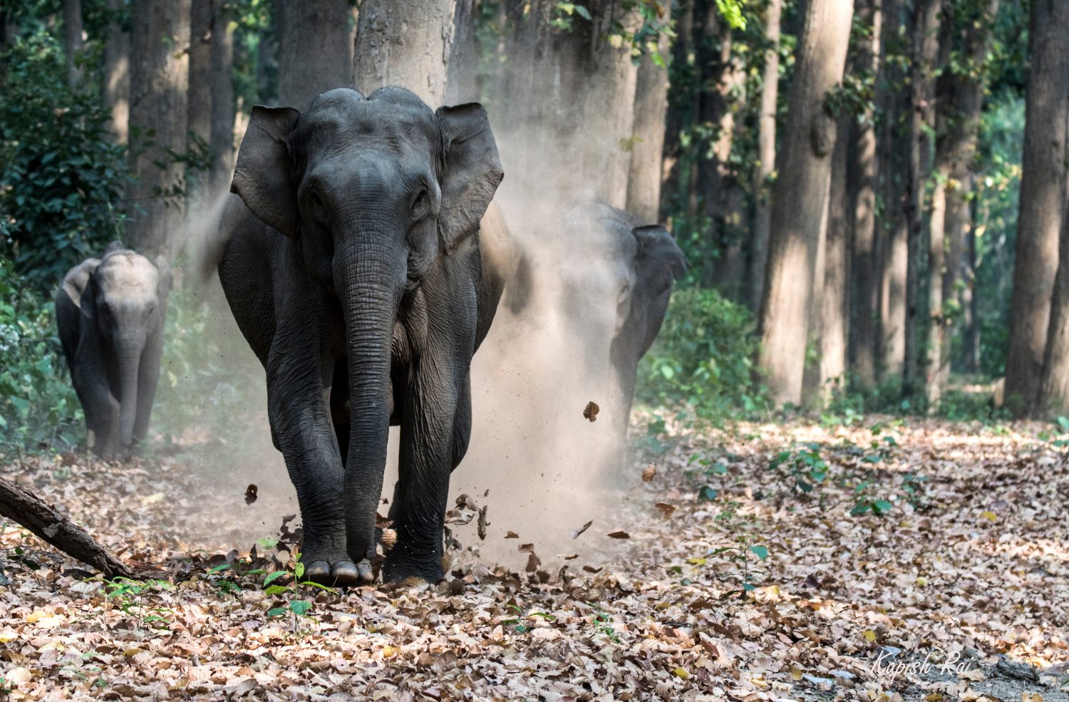 Elephants Kill Two People in Northeastern India, Reminding Locals Of ...