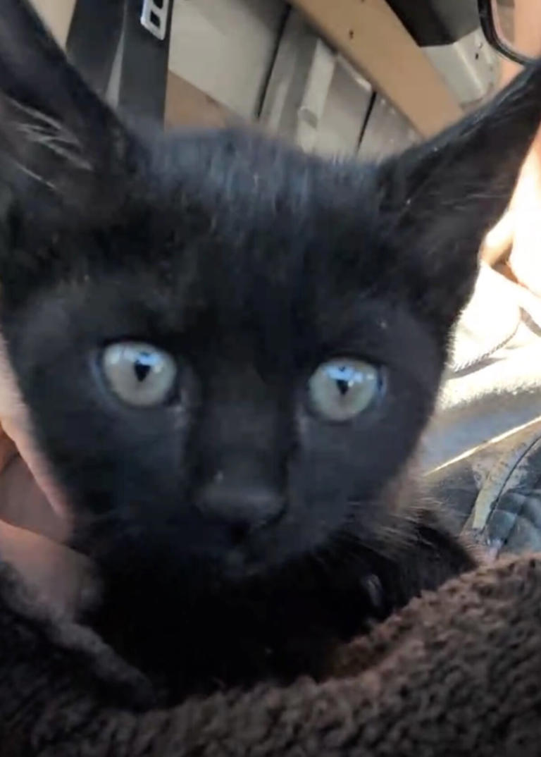 Commuters Hear Screaming On Train Tracks And Find Fluffy Baby In ...