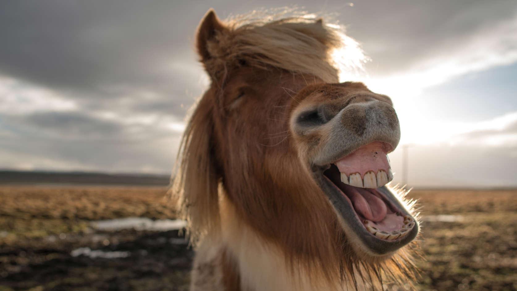 These smiling animals will brighten your day