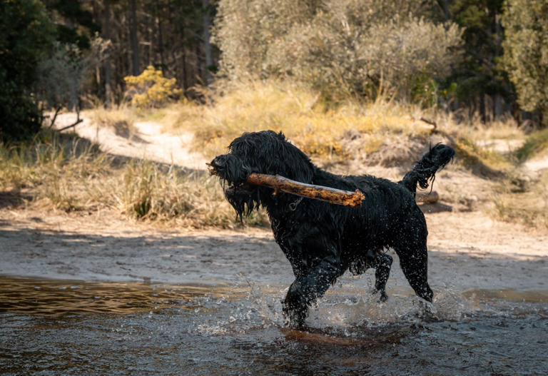 9 Luxurious Dog Breeds That Fetch Big Bucks