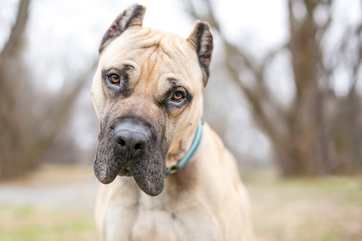 Huge Cane Corso Puppy’s Mall Adventure Stops Shoppers in Their Tracks