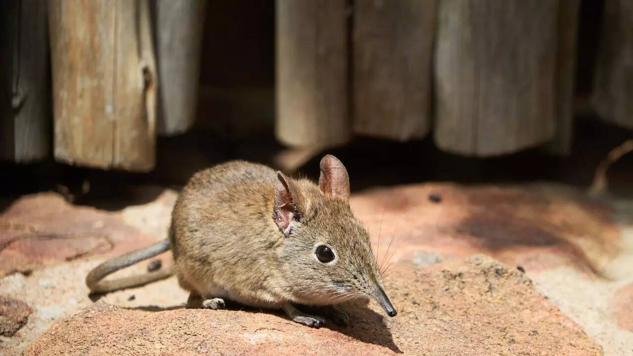 Australia’s only shrew declared extinct: Christmas Island’s unique ...
