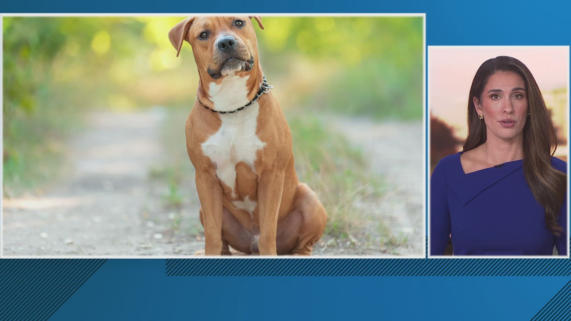 Prince George's County pitbull ban reversal