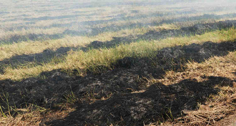Last 36 days, Punjab records 415 stubble burning cases