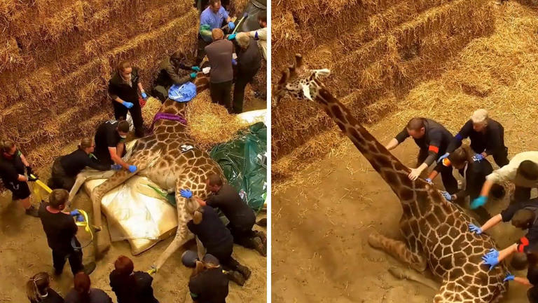 Watch Edinburgh Zoo’s Gilbert the giraffe having his legs massaged as ...