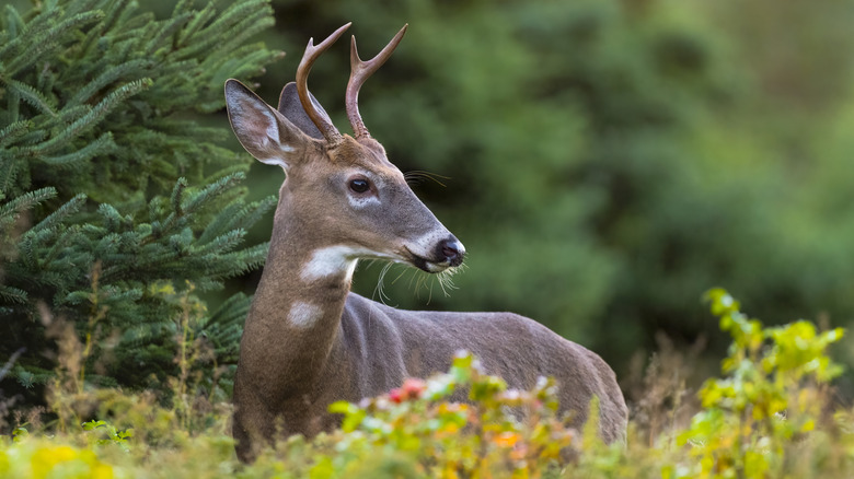 The Whitetail Deer Population In Louisiana Is Exploding - What Does It ...