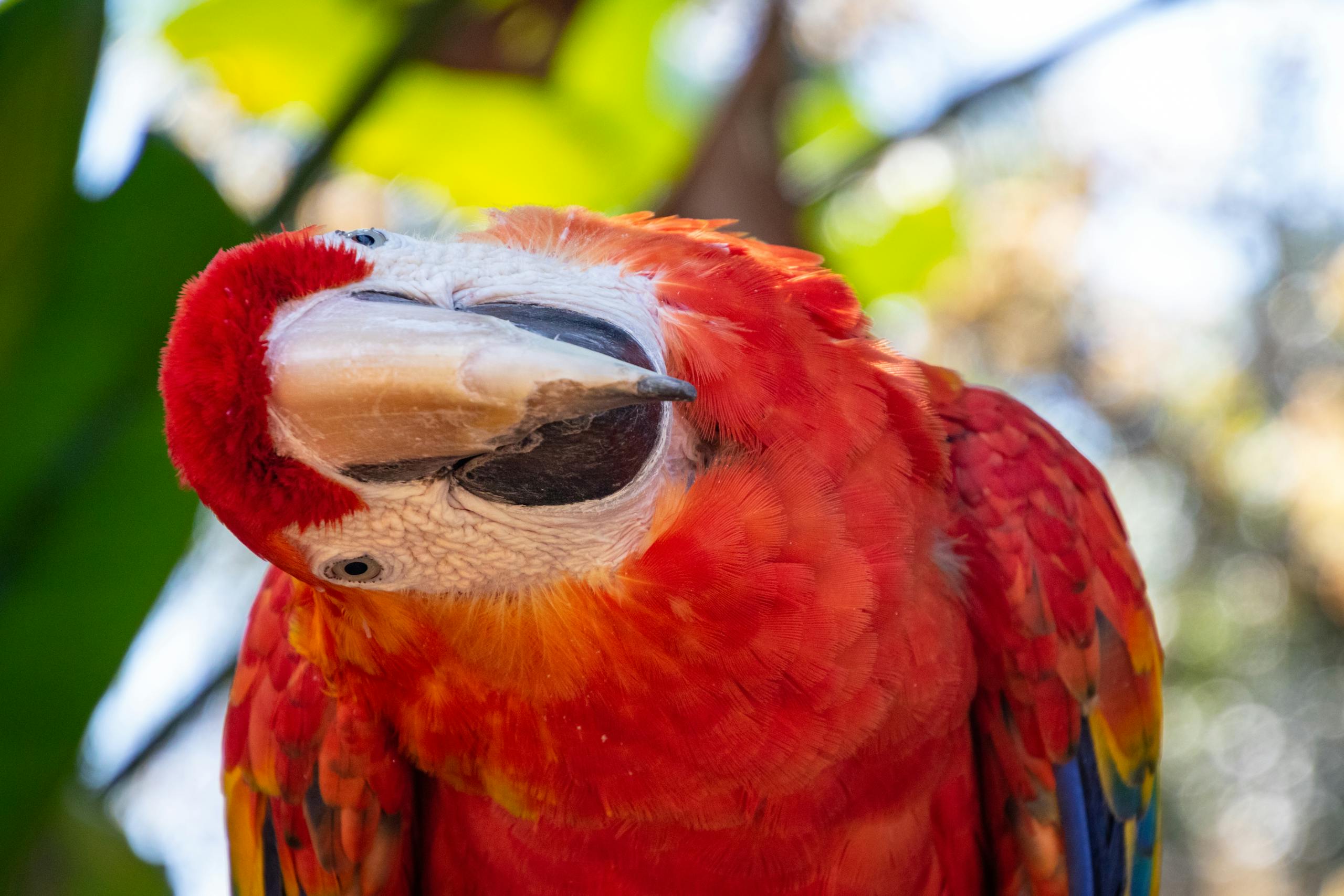 Wait, What Did That Bird Just Say? Meet 10 Feathered Friends that Might ...