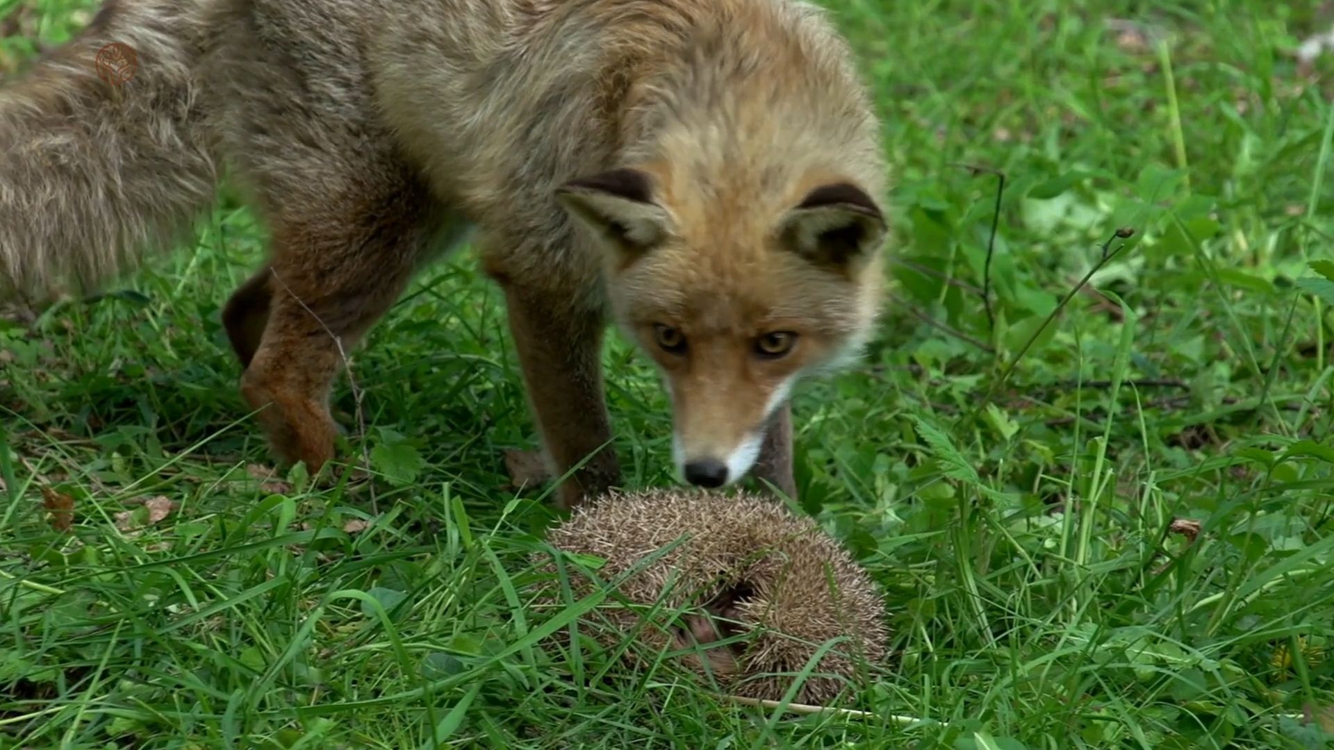 Spannende Fakten über Igel: Wie die Wildtiere leben und warum man sie ...