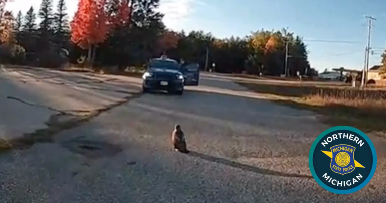 MSP troopers rescue injured hawk. See the video
