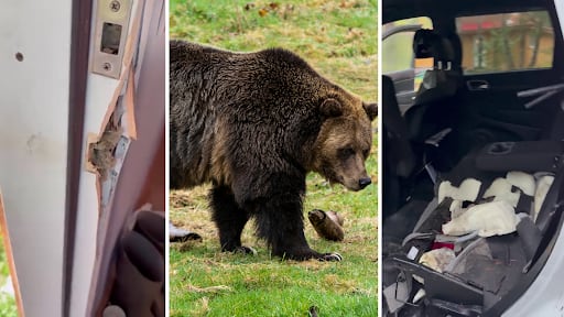 Grizzly bears break into woman's home, car on B.C.’s Central Coast