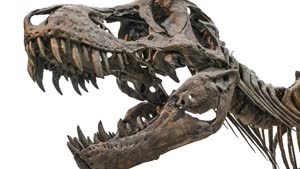 New T-Rex Fossil Shows Traits of Three Species — A Paleontological Puzzle