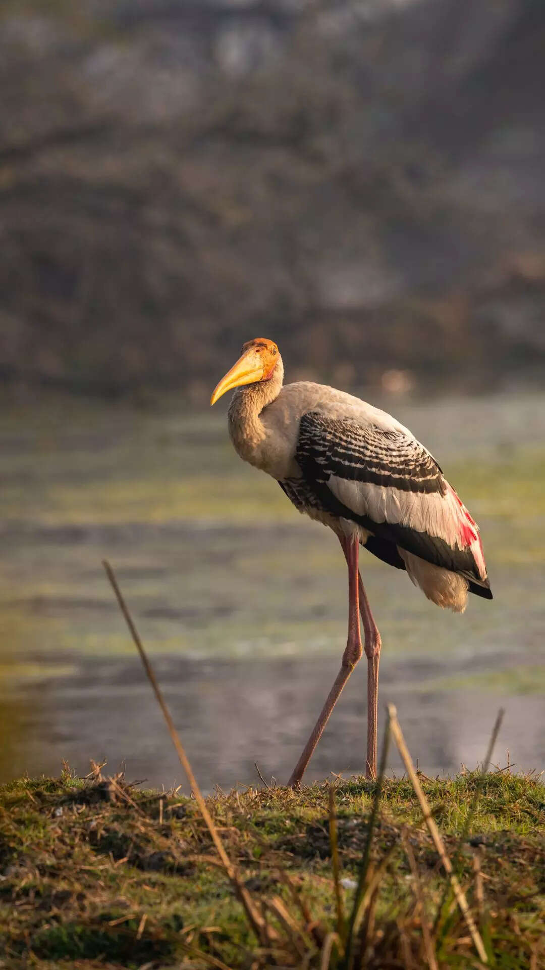 7 most famous bird sanctuaries in India every traveller must visit