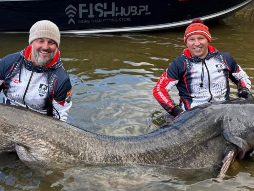 Record catch: Anglers pull giant catfish out of the water
