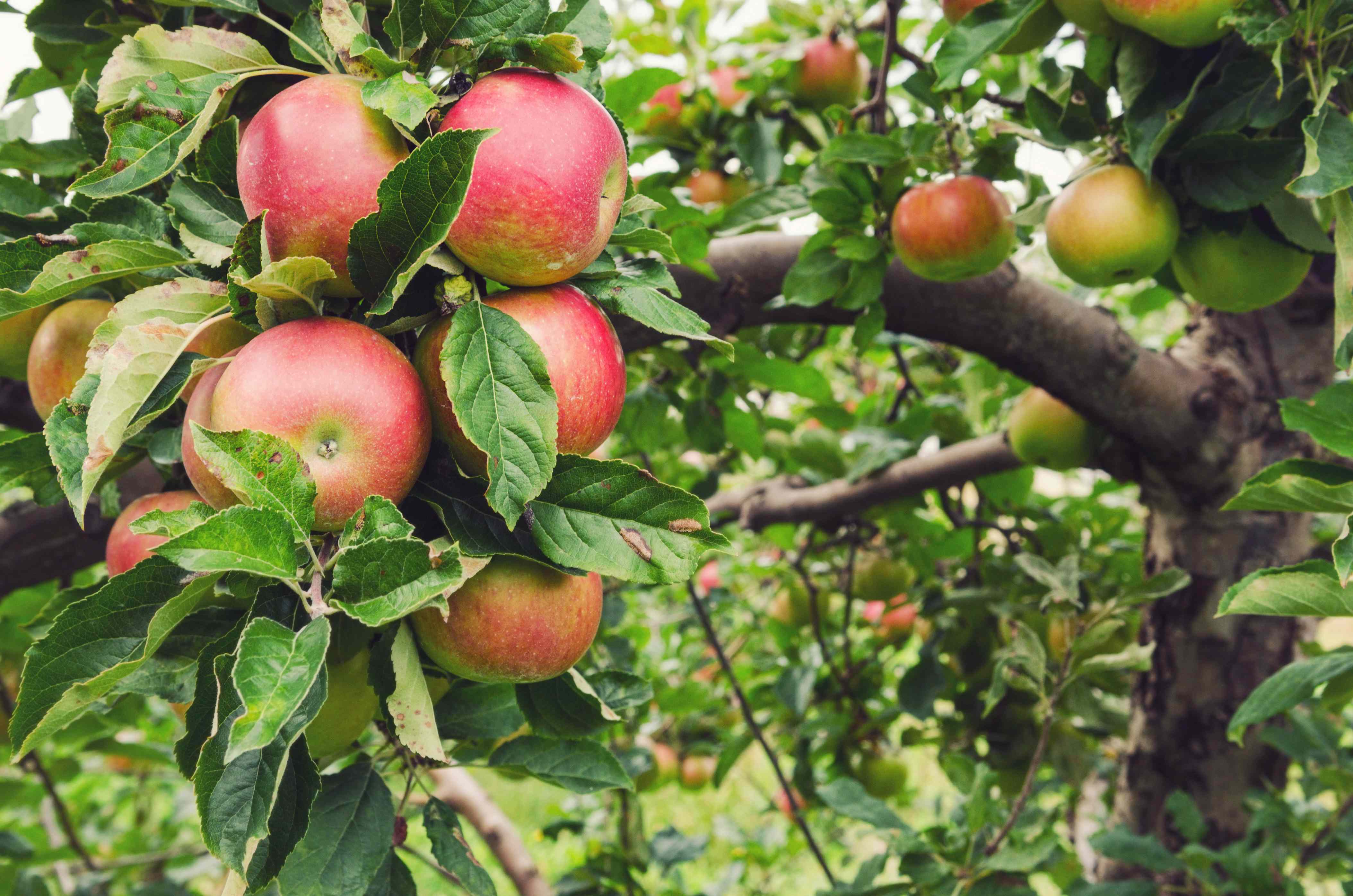 10 Plants You Should Never Grow Near Apple Trees