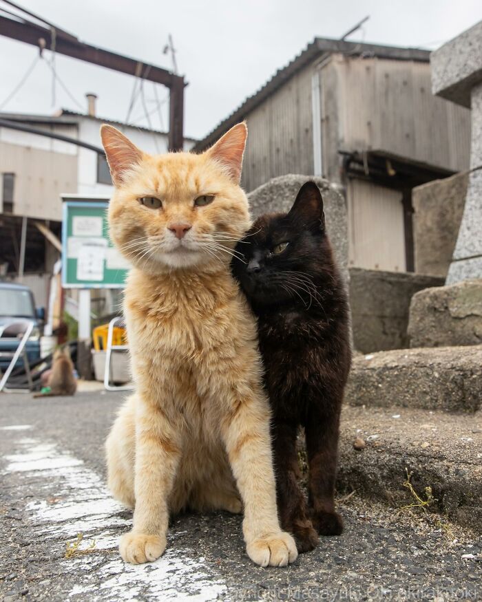 30 Entertaining Cat Pictures Captured By Masayuki Oki