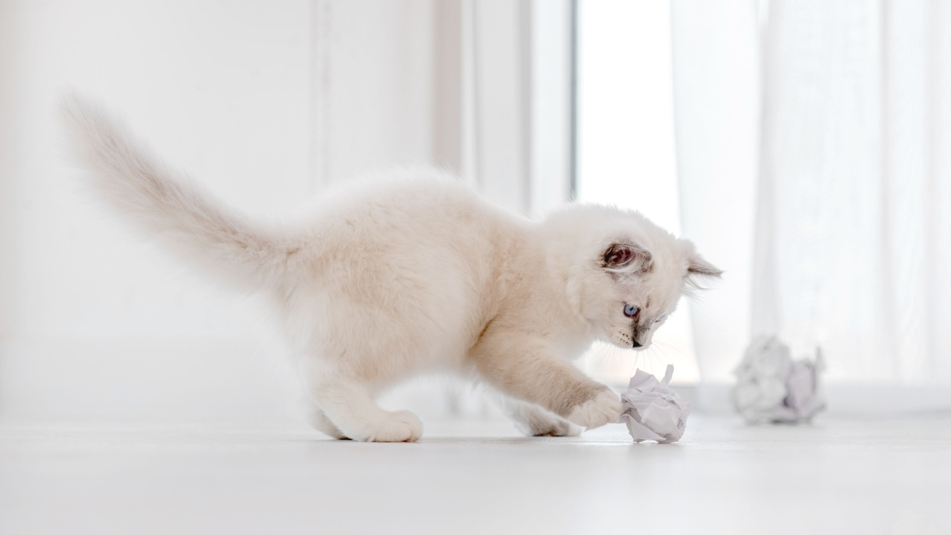 9 Homemade Toys Your Cat Will Love