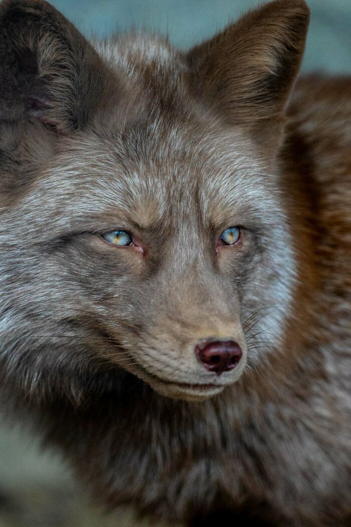I Photograph Wild Animals, Here Are 36 Of My Favorite Ones
