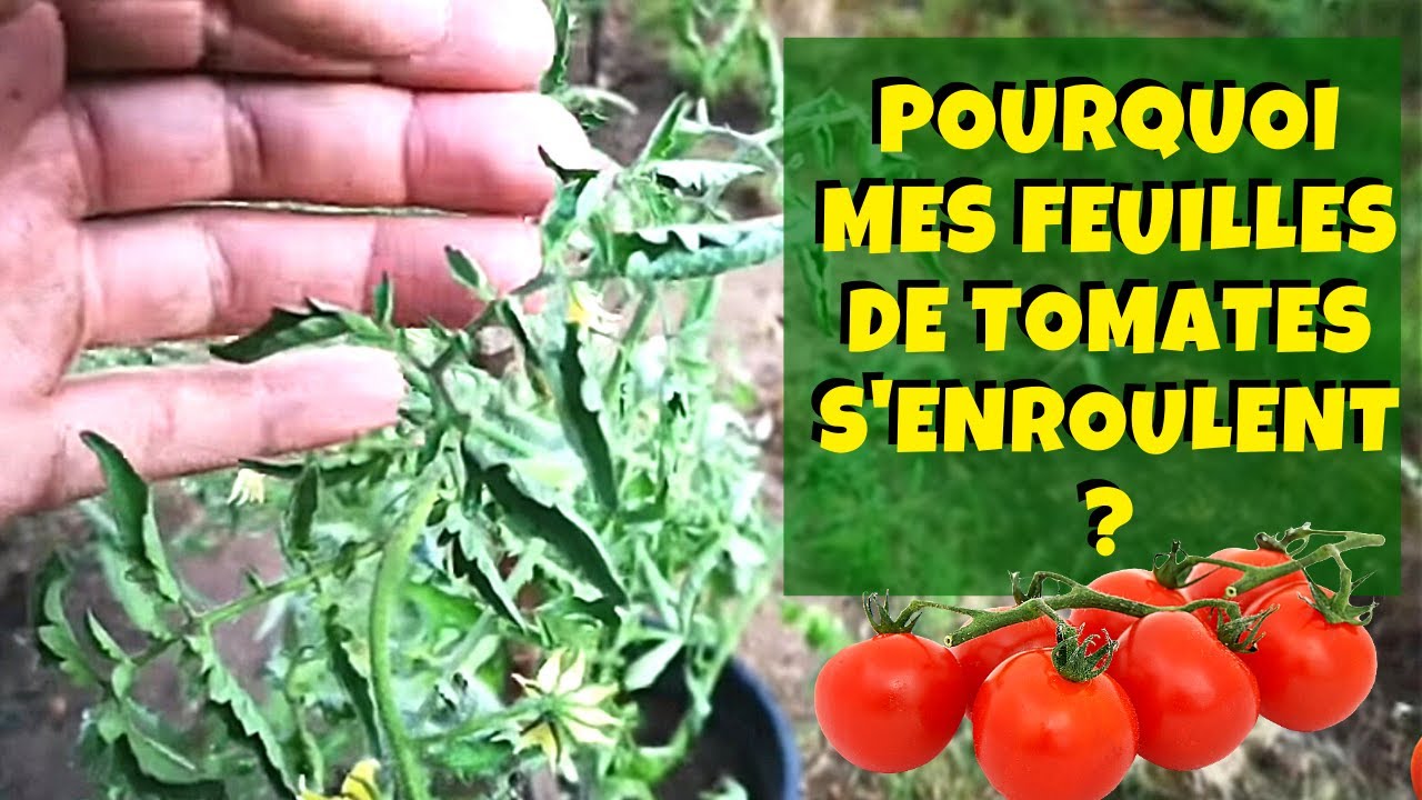 Pourquoi les feuilles de tomates s’enroulent : causes et solutions