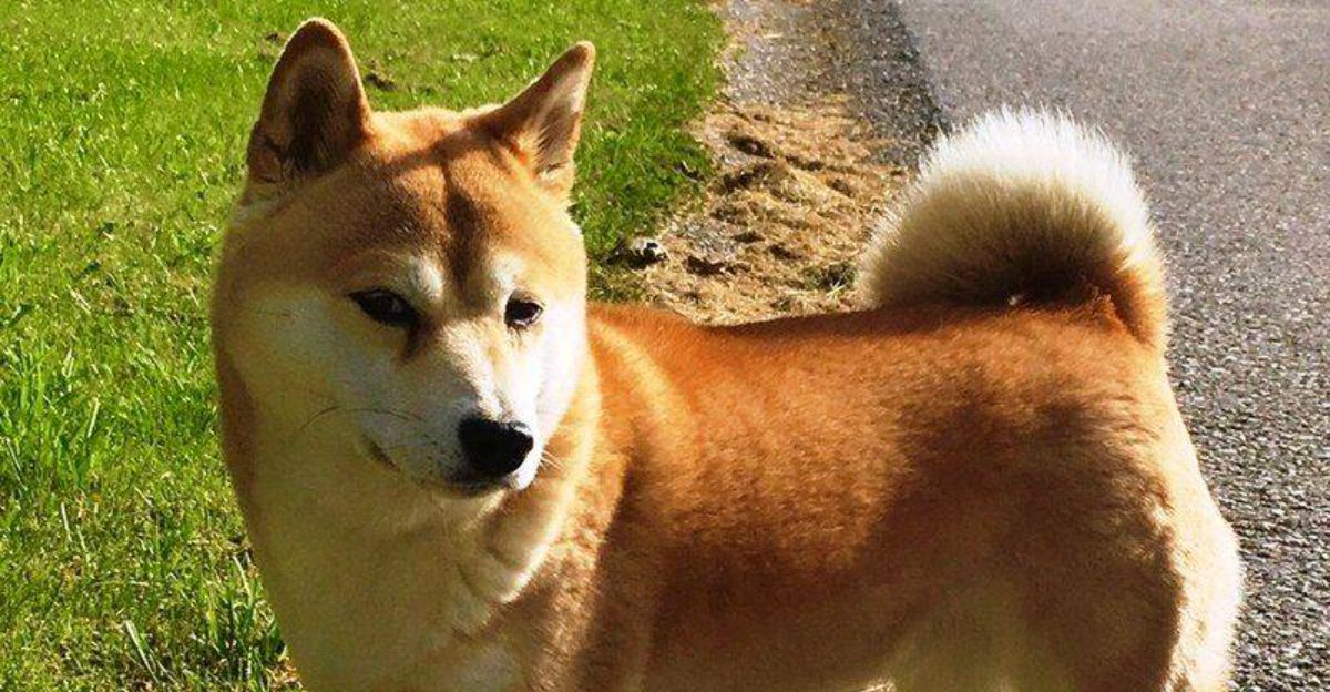 25 Dog Breeds That Rock the Pointed-Ear Look