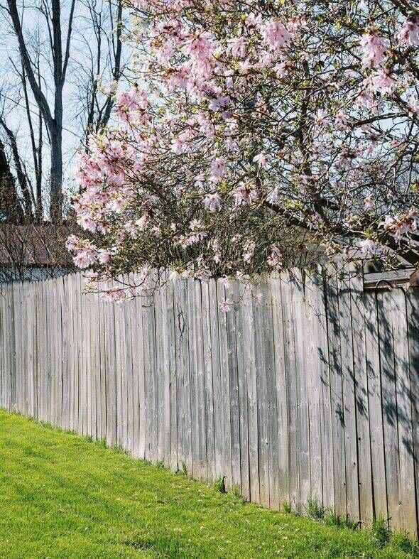 Legal experts clarify rules on cutting neighbor's overhanging tree branches