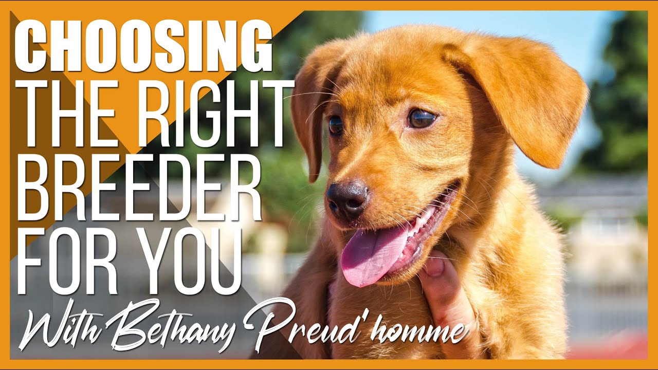 How to Choose the Right Puppy Breeder for Your Family