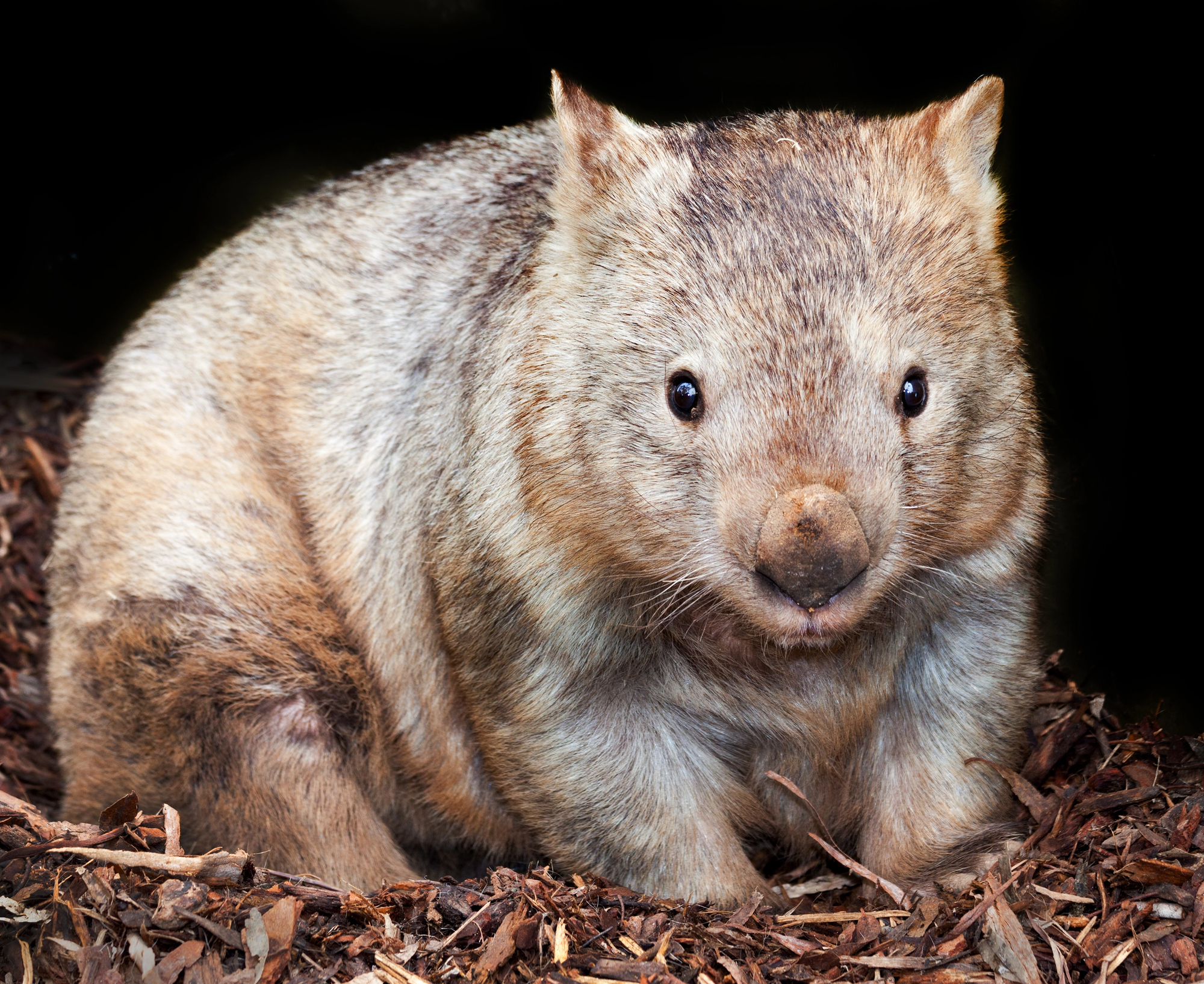 Curious facts about the wombat: Australia’s treasure