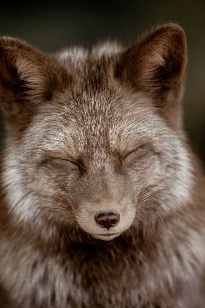I Photograph Wild Animals, Here Are 36 Of My Favorite Ones