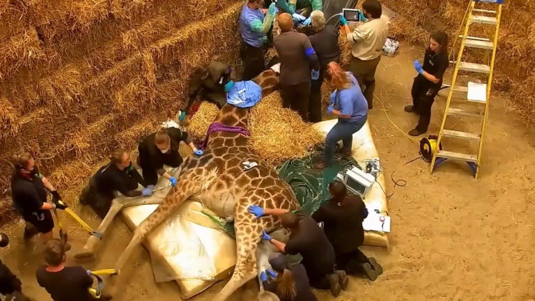 Watch Edinburgh Zoo’s Gilbert the giraffe having his legs massaged as ...