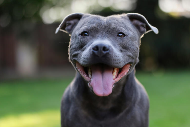 Happy Blue Staffy’s Joyful Trot Is Full of Sweet Charm