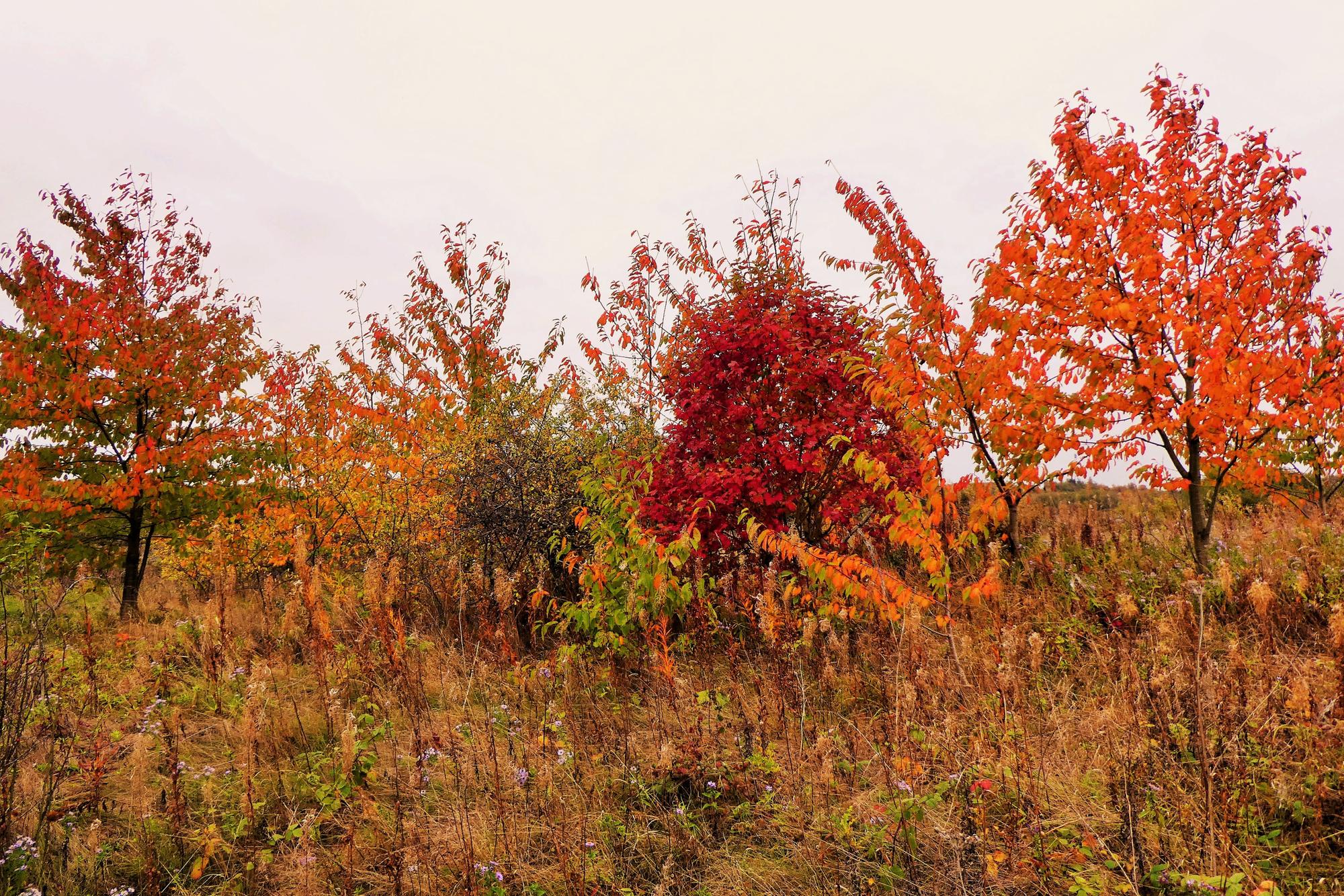 Stroll With Stu: 'Cute and carefree' otter inspired decision to make ...