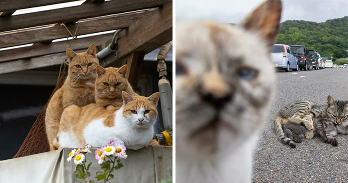 30 Entertaining Cat Pictures Captured By Masayuki Oki