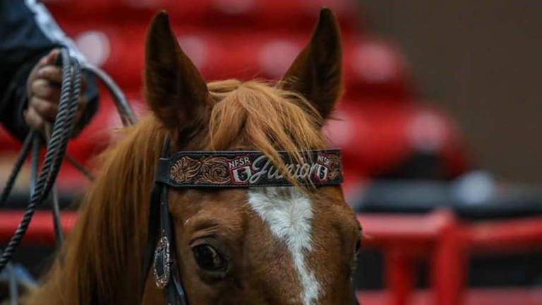 A Look At 'Junior' The AQHA 2025 Steer Roping Horse Of The Year