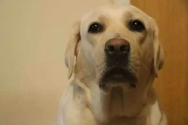 Dogs Can Smell Cancer Before Symptoms Appear
