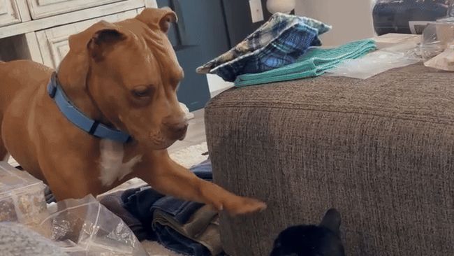 Dramatic Dog Lets Out Hilariously Human Yelp After Cat Fights Back