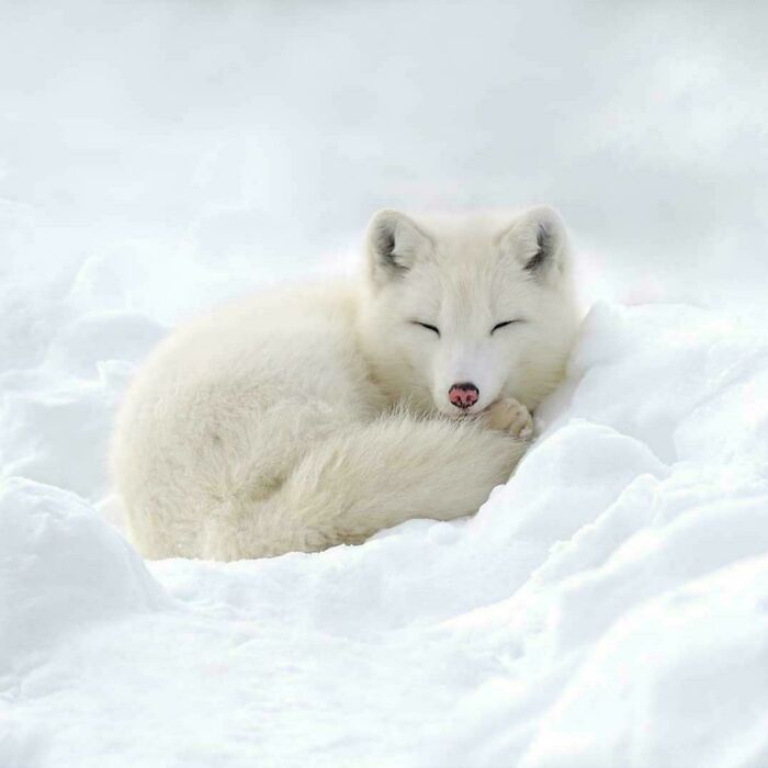 40 Lesser-Known Facts About Animals That Made People Say ‘Aww’ (New Pics)