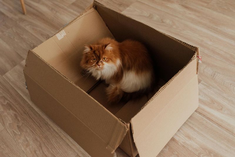 9 Homemade Toys Your Cat Will Love